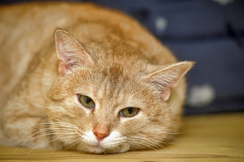 Red cat is sad stock image. Image of carnivore, dozing - 37550165