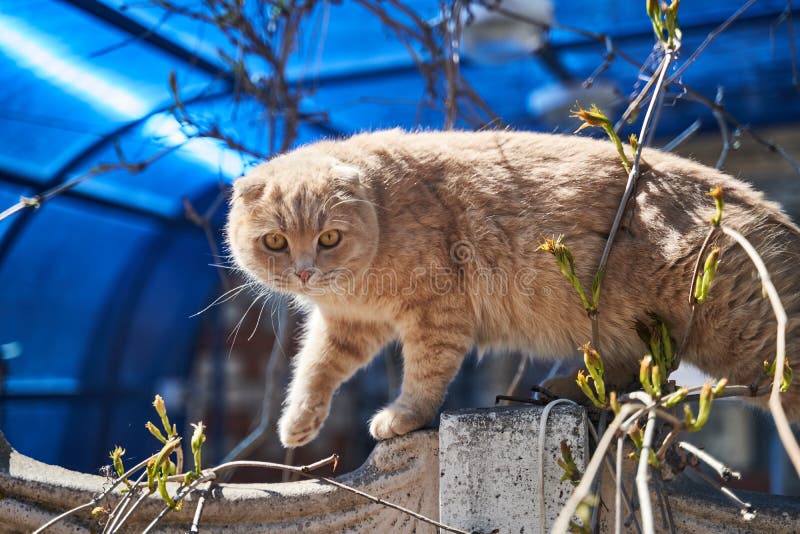 318 Ginger Fluffy Cat Looking Scared Photos - Free & Royalty-Free Stock ...