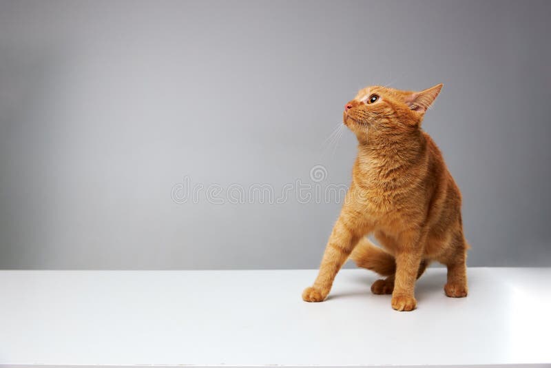 Red Cat is Scared and Sitting Looking Sideways, on a Clean Background ...