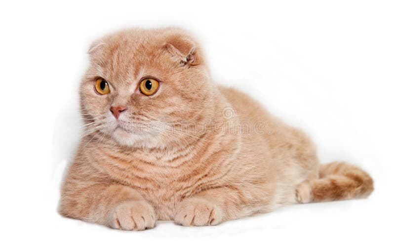 Red cat stock image. Image of home, animal, isolated - 49888913