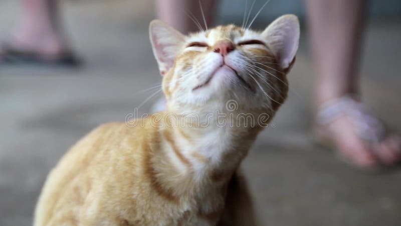 Red cat scratching itself stock video. Video of playful - 41414143