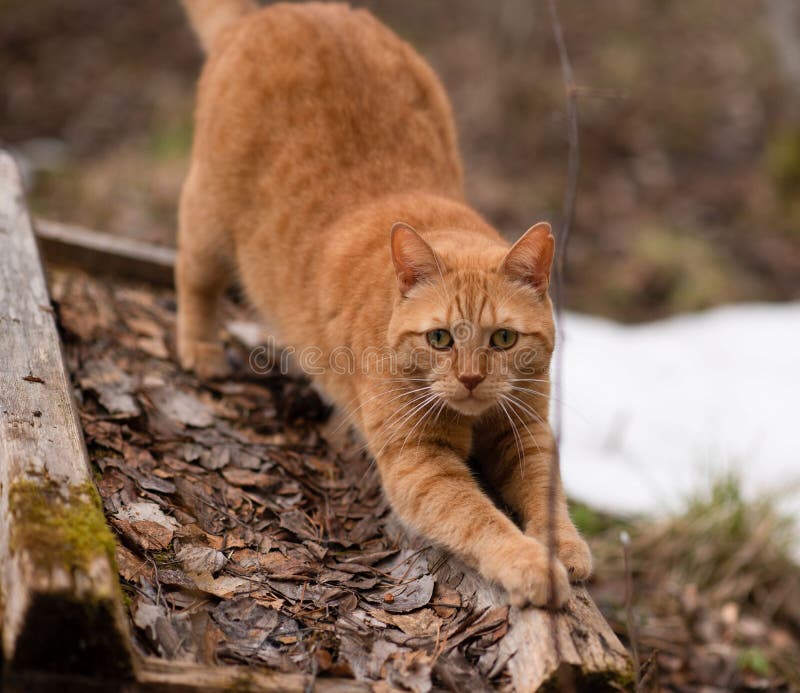 Cat sharpens claws stock image. Image of curiosity, post - 145469273