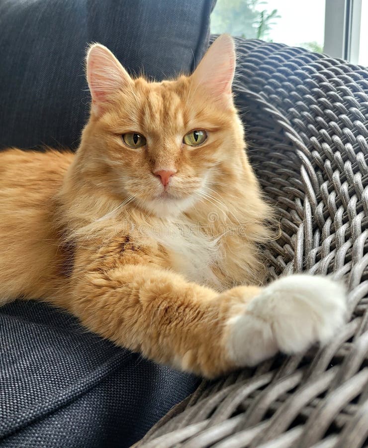 Red Cat Shot on a White Background Stock Photo - Image of indoor ...