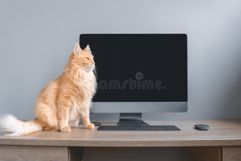 638 Cat Looking Computer Screen Stock Photos - Free & Royalty-Free ...