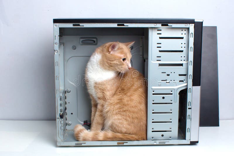 Red Cat Sits Inside an Empty Computer Case Stock Image - Image of empty ...