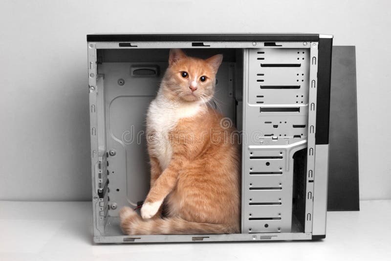 Red Cat Sits Inside an Empty Computer Case Stock Photo - Image of ...