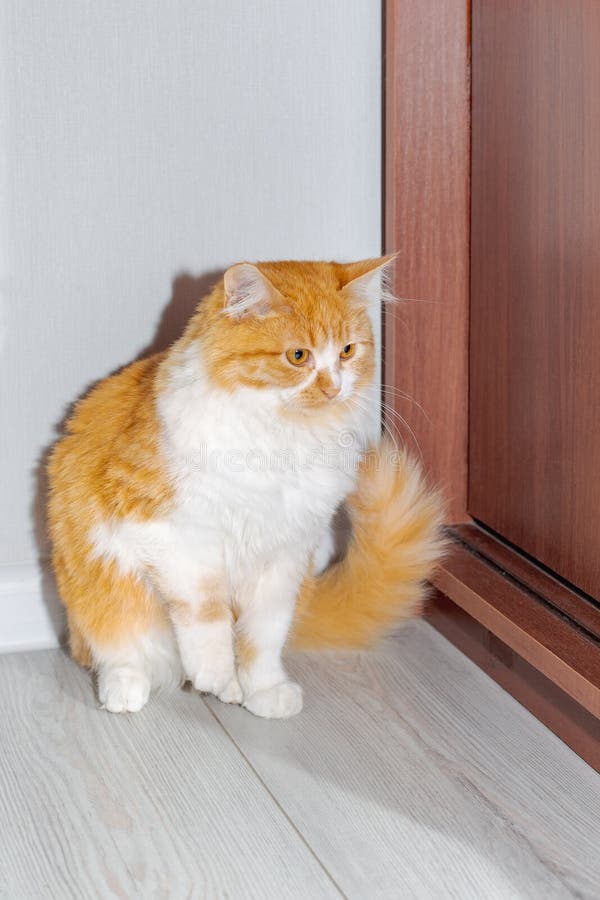 The Red Cat Sits in the Room by the Closet. Furry Pets Stock Photo ...