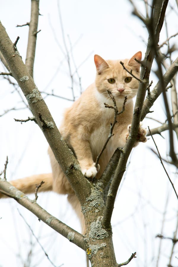 Red Cat Sits on a Tree in Spring Stock Photo - Image of fluffy, face ...