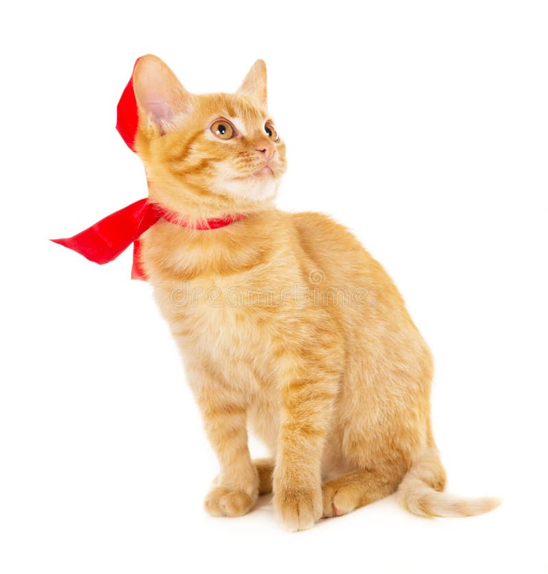 697 Sweet Cat Ribbon Stock Photos - Free & Royalty-Free Stock Photos ...