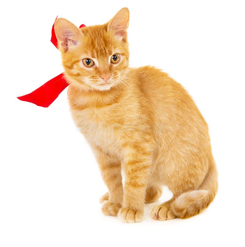 Red Cat is Sitting on the Floor with Ribbon Stock Image - Image of ...