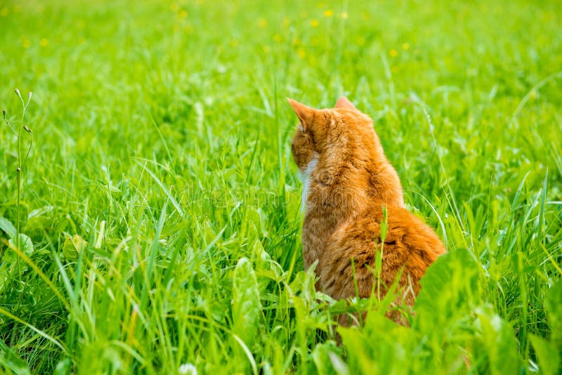 Red Cat Sitting with His Back Turned on the Grass Stock Image - Image ...