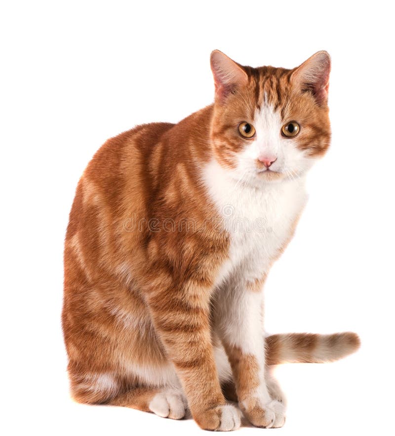 Red Cat Sitting Isolated on White Background Stock Image - Image of ...