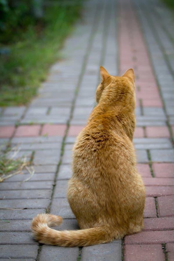 247 Rear View Cat Sitting Photos - Free & Royalty-Free Stock Photos ...