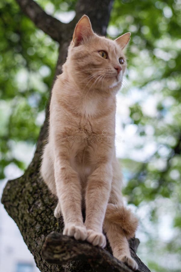 Red Cat Sitting on a Tree in Spring Day Stock Photo - Image of branch ...