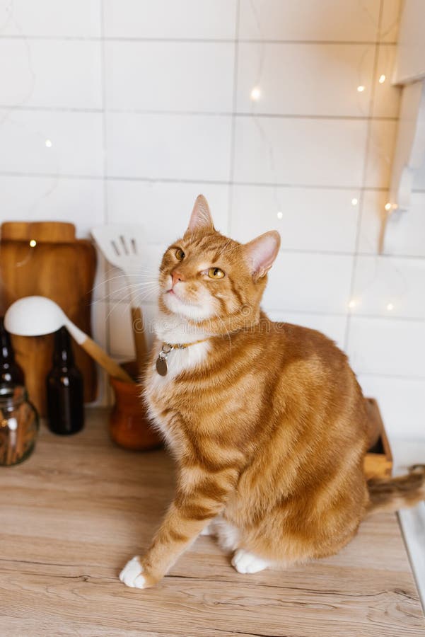 Red Cat is Sitting on a Wooden Counter in Modern Kitchen Stock Image ...