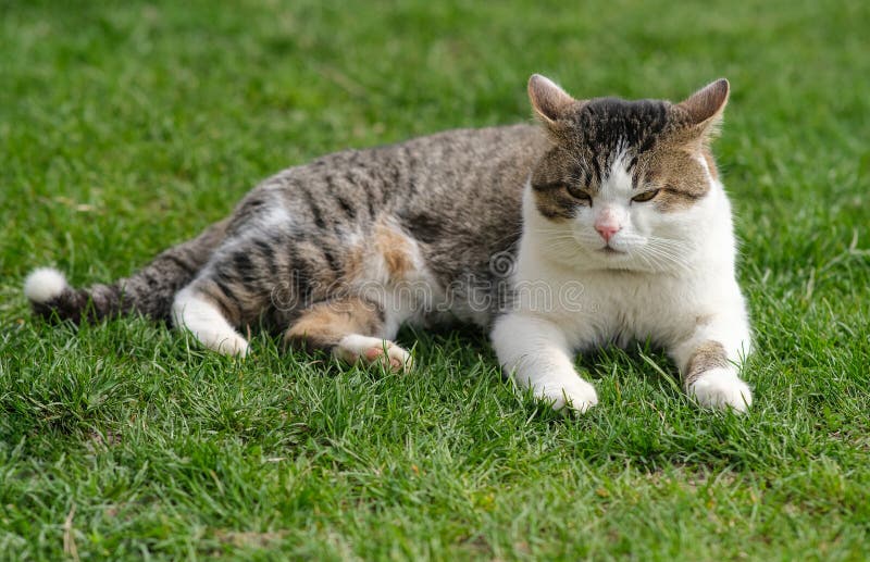 A Red Cat is Wandering in the Yard. Stock Image - Image of kitty ...
