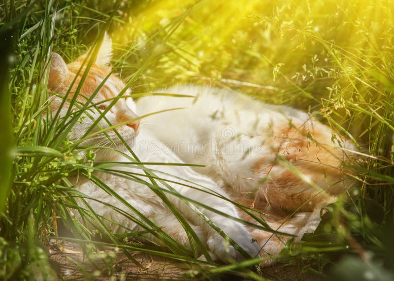 Red cat sleeping stock image. Image of summer, kitty - 64567587