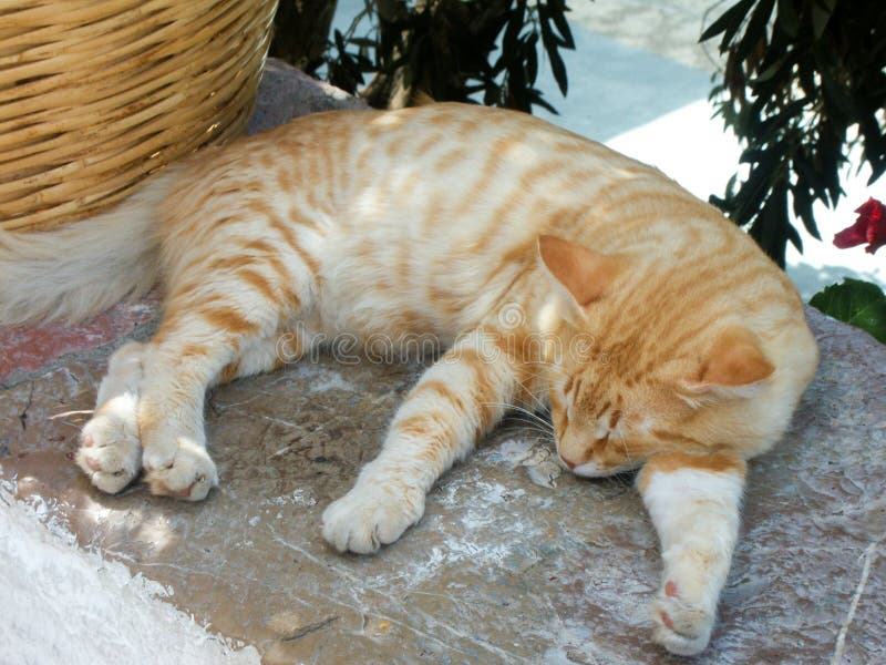 Red Cat Sleeping on a Wall in Hot Summer in Greece Stock Photo - Image ...
