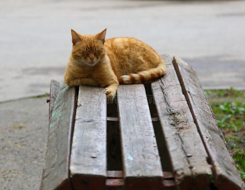 Red Cat Sleeping on a Wooden Bench Stock Image - Image of sleep, cats ...