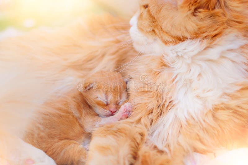 Red Cat with a Small Ginger Kitten Stock Photo - Image of lovely ...