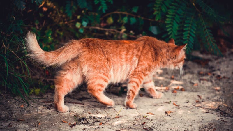 A red cat sneaking. stock photo. Image of looking, nature - 110557558