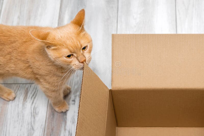 Red Cat Sniffs an Empty Cardboard Box. Stock Photo - Image of eyes ...