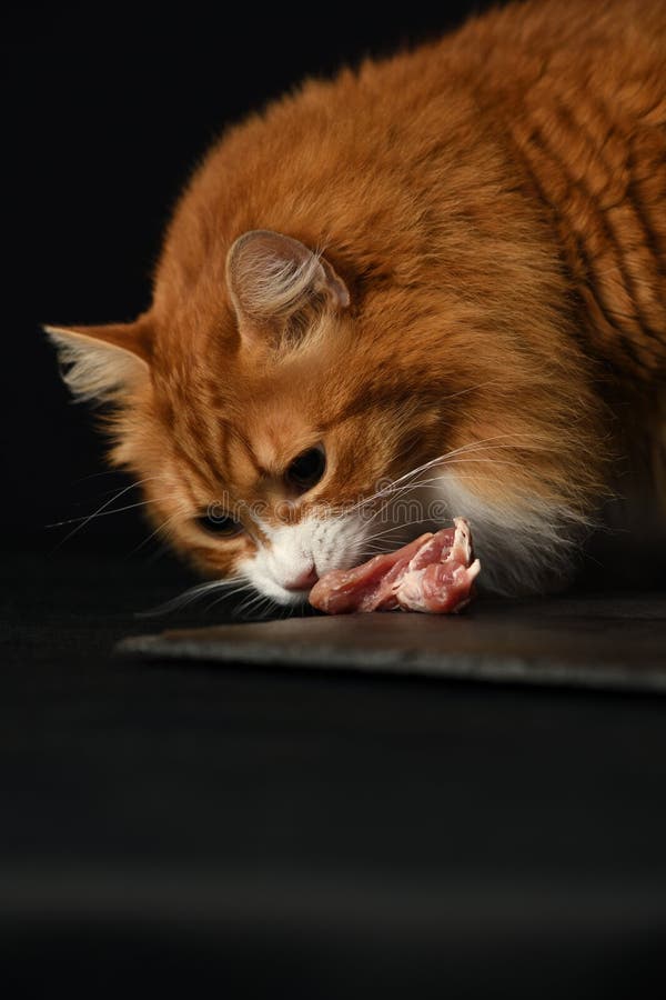 Red Cat Sniffs a Piece of Meat Stock Image - Image of wellgroomed ...