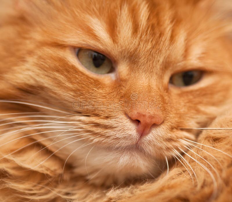 Red cat, in soft focus stock photo. Image of fluffy, looking - 38971950