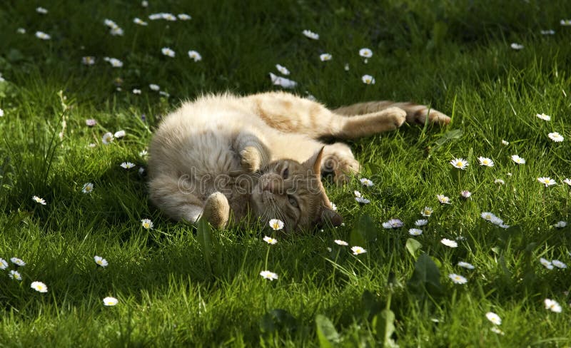 Red cat in spring meadow stock photo. Image of meadow - 14337658