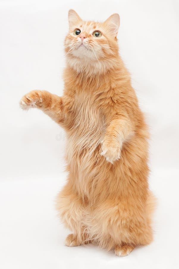 Balancing Cats Stock Photos - Free & Royalty-Free Stock Photos from ...
