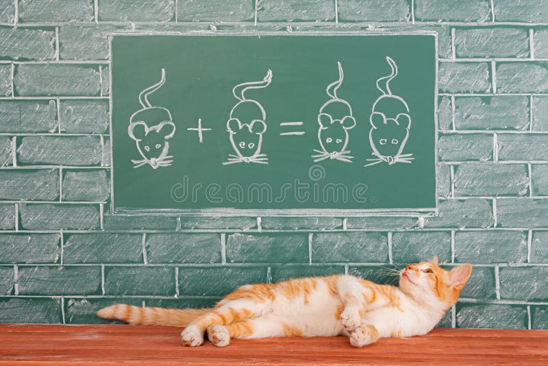 Cat Studying Math Funny Stock Photos - Free & Royalty-Free Stock Photos ...