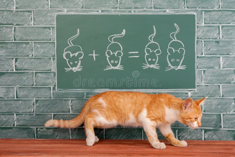 Cat Studying Math Funny Stock Photos - Free & Royalty-Free Stock Photos ...