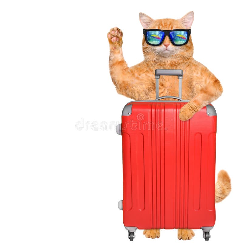 Red cat with a suitcase. stock image. Image of beautiful - 75966079