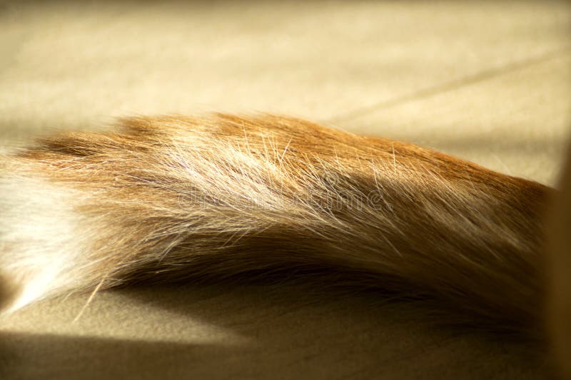 The Tip of the Tail of a Red Cat. the Tail is a Ring. Stock Image ...