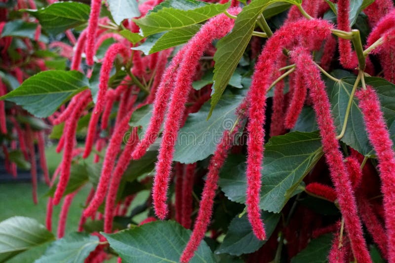 Red Cat Tail Tropical Flowers with Green Leaves Stock Photo - Image of ...