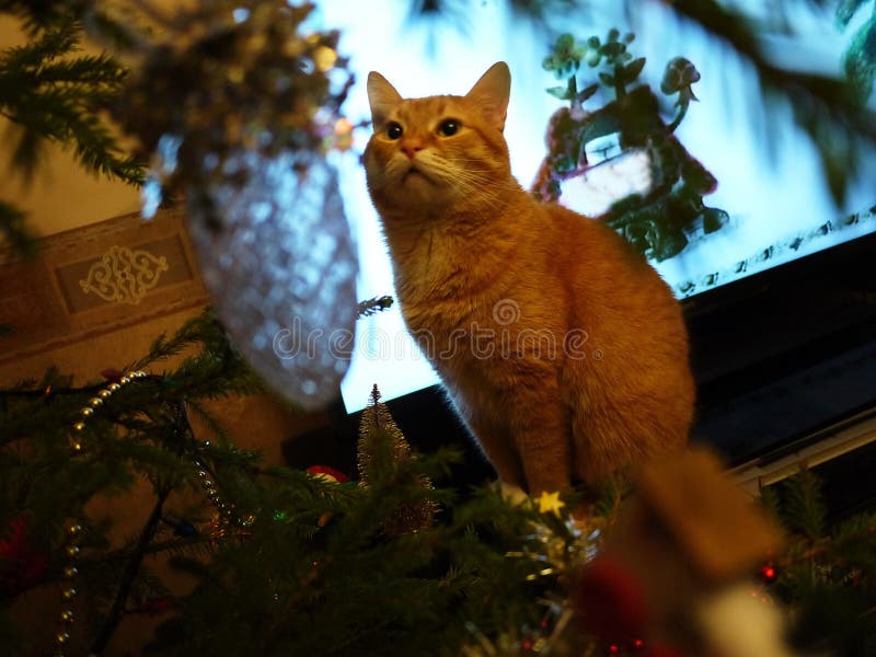 Red Cat and Tree. Beautiful Cat Next To the Christmas Tree Stock Photo ...