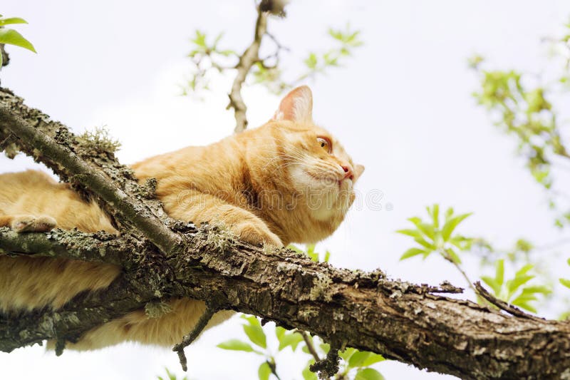 Red Cat on a Tree Branch in Spring Stock Image - Image of eyes ...