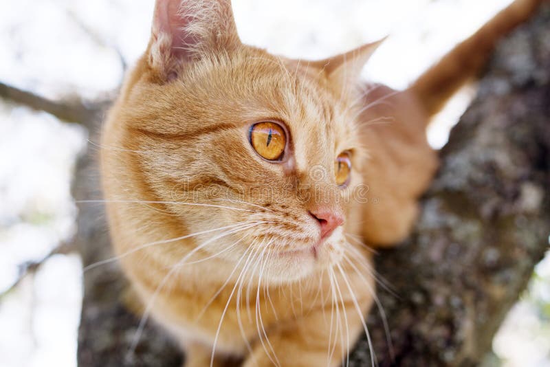 Red Cat on a Tree Branch in Spring Stock Image - Image of green ...