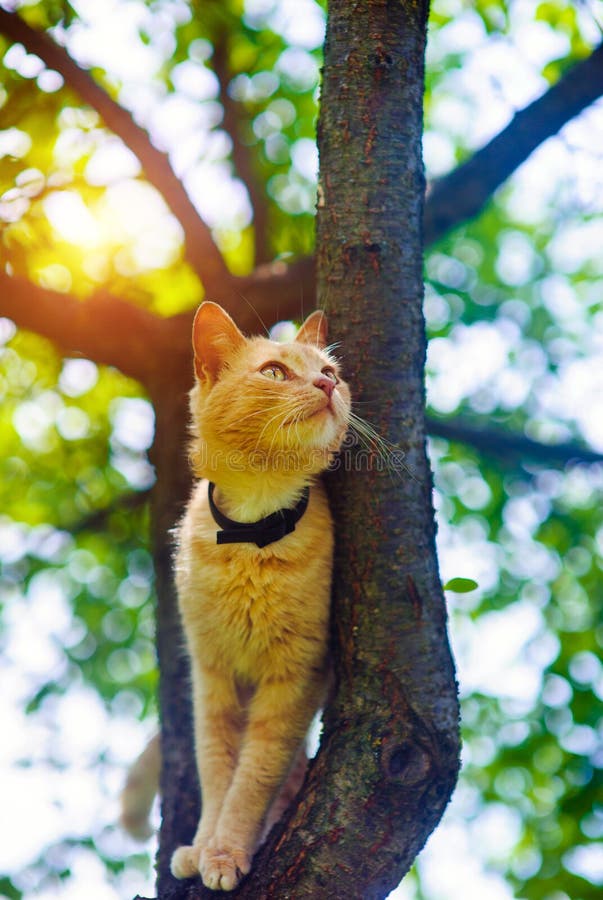 Red Cat on a Tree. Funny Animals Stock Image - Image of domestic, relax ...