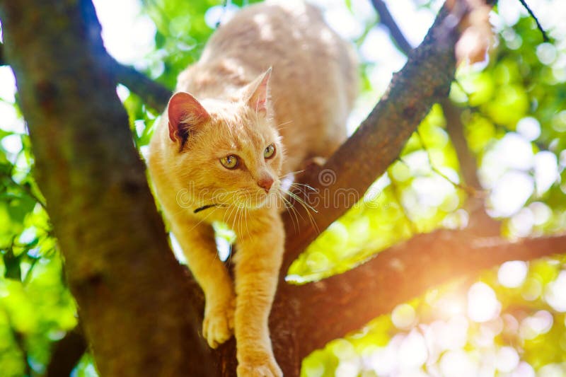 Red Cat on a Tree. Funny Animals Stock Image - Image of ginger, cute ...
