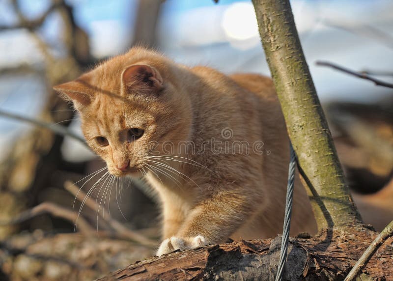 Red cat on a tree stock image. Image of leaf, feline - 46238127