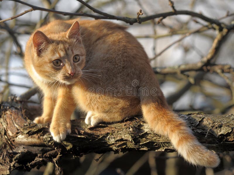 Red cat on a tree stock photo. Image of branch, feline - 46238258
