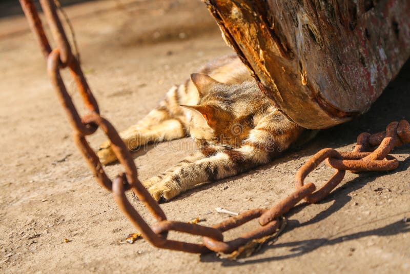 Red Cat Under the Old Boat and Rusty Chain Stock Image - Image of water ...