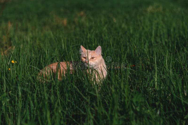 Red Cat on a Walk. Cat in the Green Grass Stock Image - Image of young ...