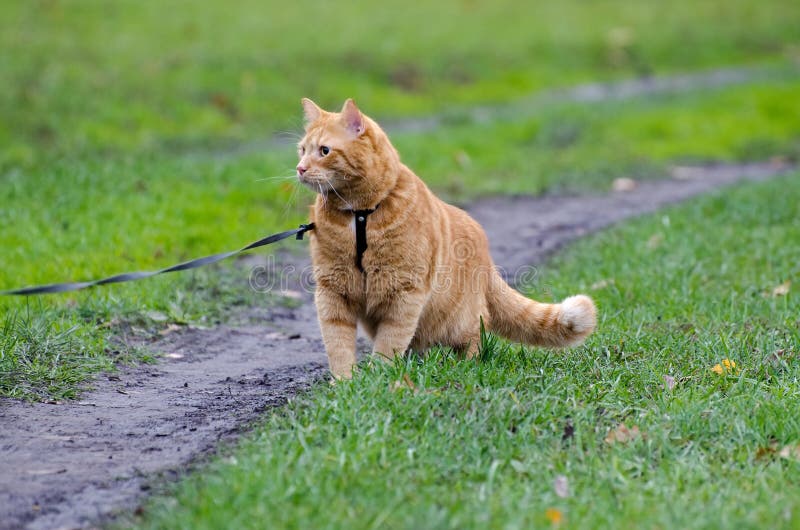 Red Cat Walking on a Leash Along the Footpath on the Background Stock ...