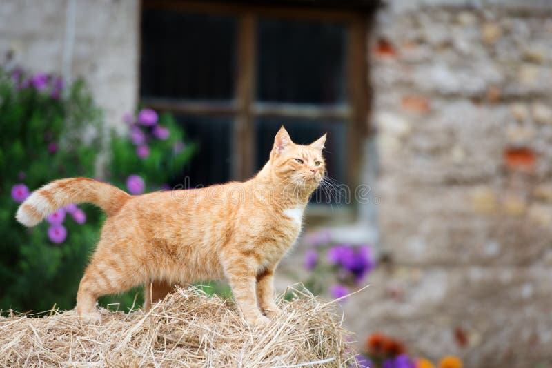 Red cat walking outdoors stock photo. Image of animal - 59452380