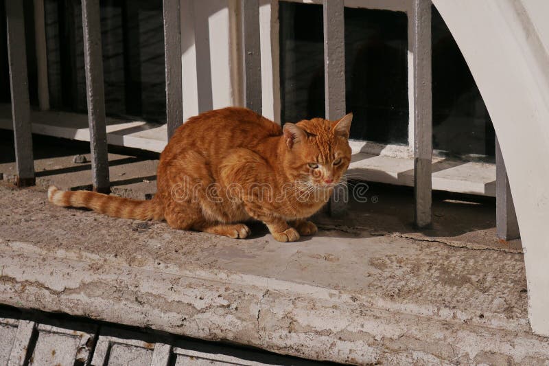 A Red Cat Walking on the Parapet Stock Photo - Image of colorful ...