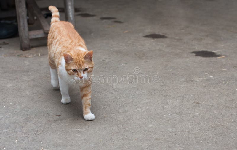 Red Cat is Walking in Stable. Stock Image - Image of concrete, feline ...