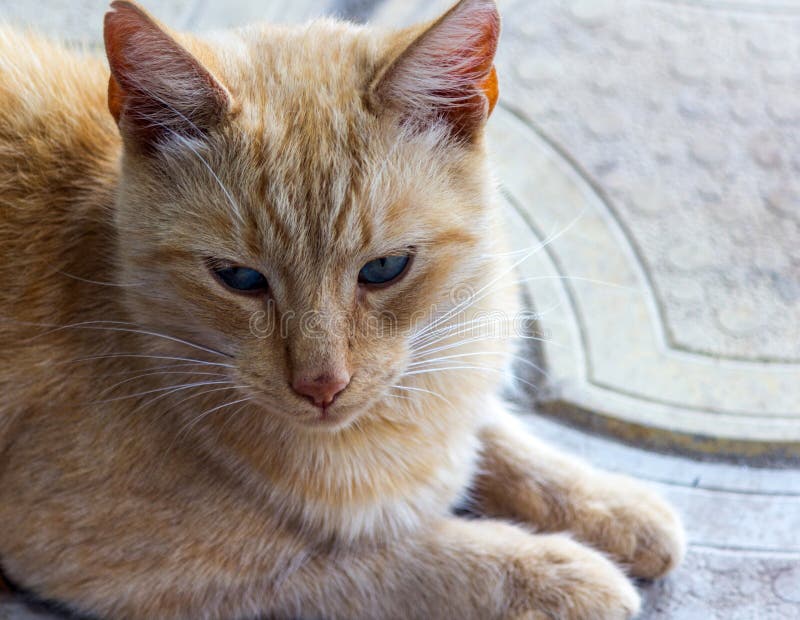 Red Cat Walking on the Street in Summer, Red Cat on the Street. Stock ...
