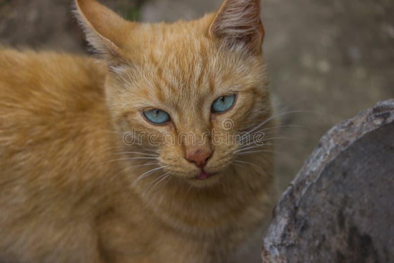 Red Cat Walking on the Street in Summer, Red Cat on the Street. Stock ...